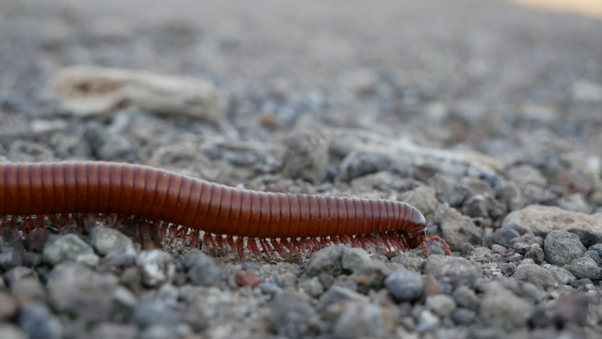 Millipedes – Midwest Pest Control | Exterminators
