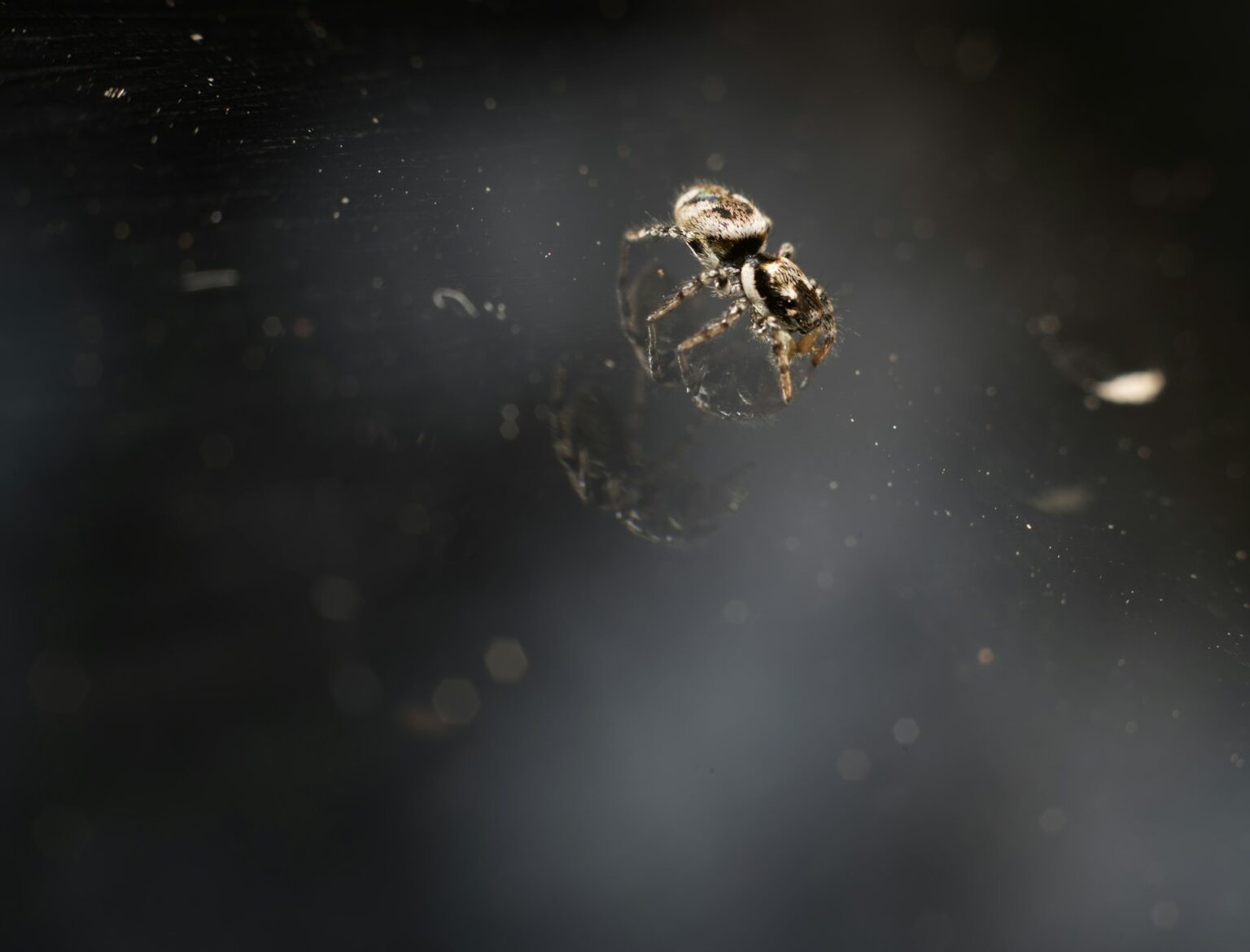 Spiders – Midwest Pest Control | Exterminators