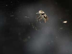 Spiders – Midwest Pest Control | Exterminators