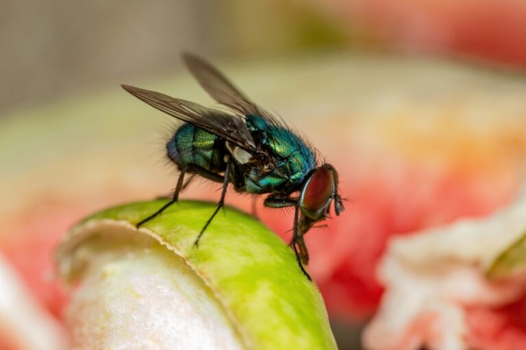 Flies – Midwest Pest Control | Exterminators