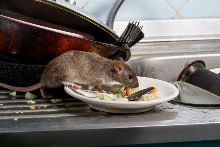 Rodent Control – Midwest Pest Control | Exterminators